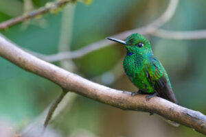 51 of the Most Colorful Hummingbirds in the World | Color Meanings