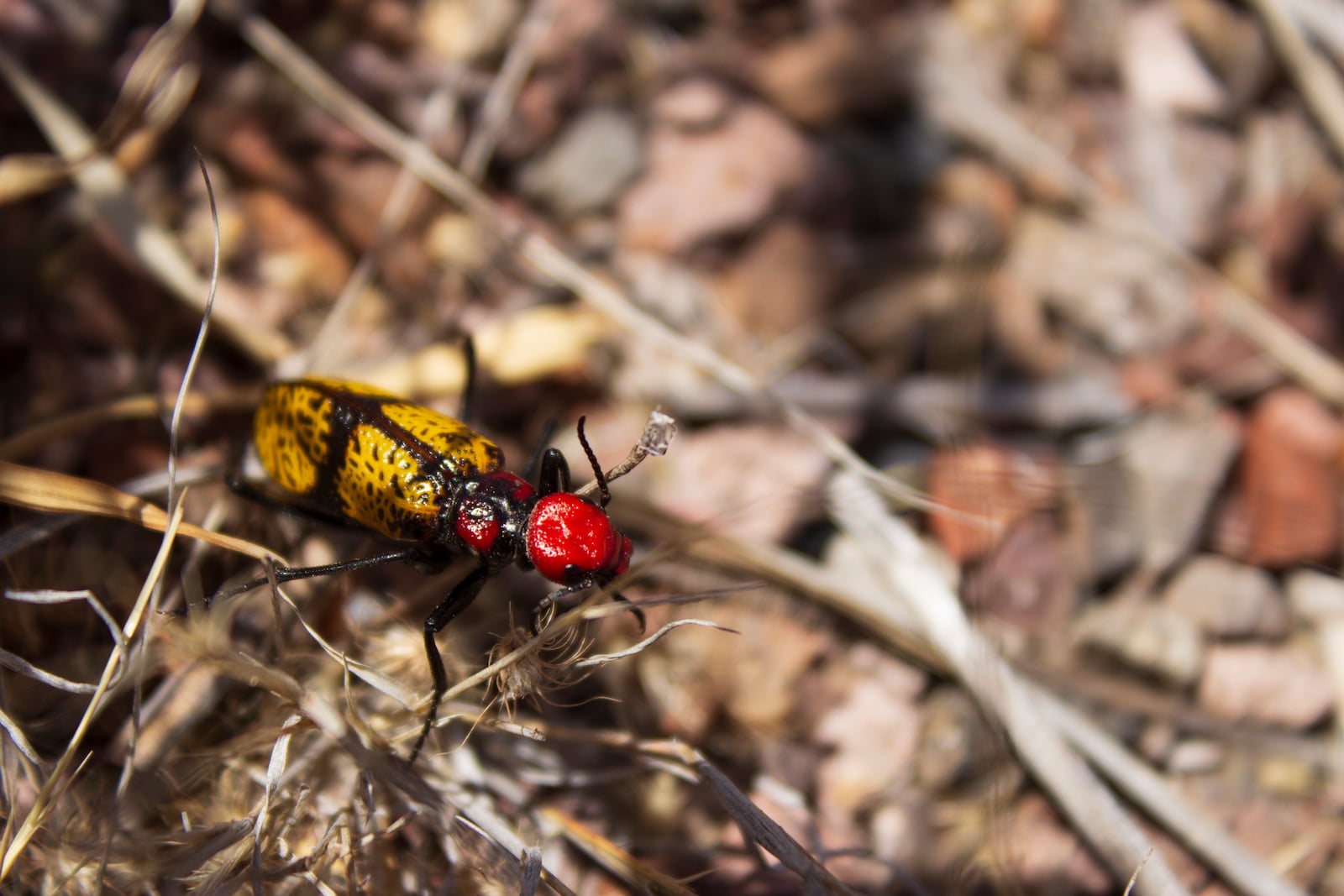 54 of the Most Colorful Beetles in the World | Color Meanings