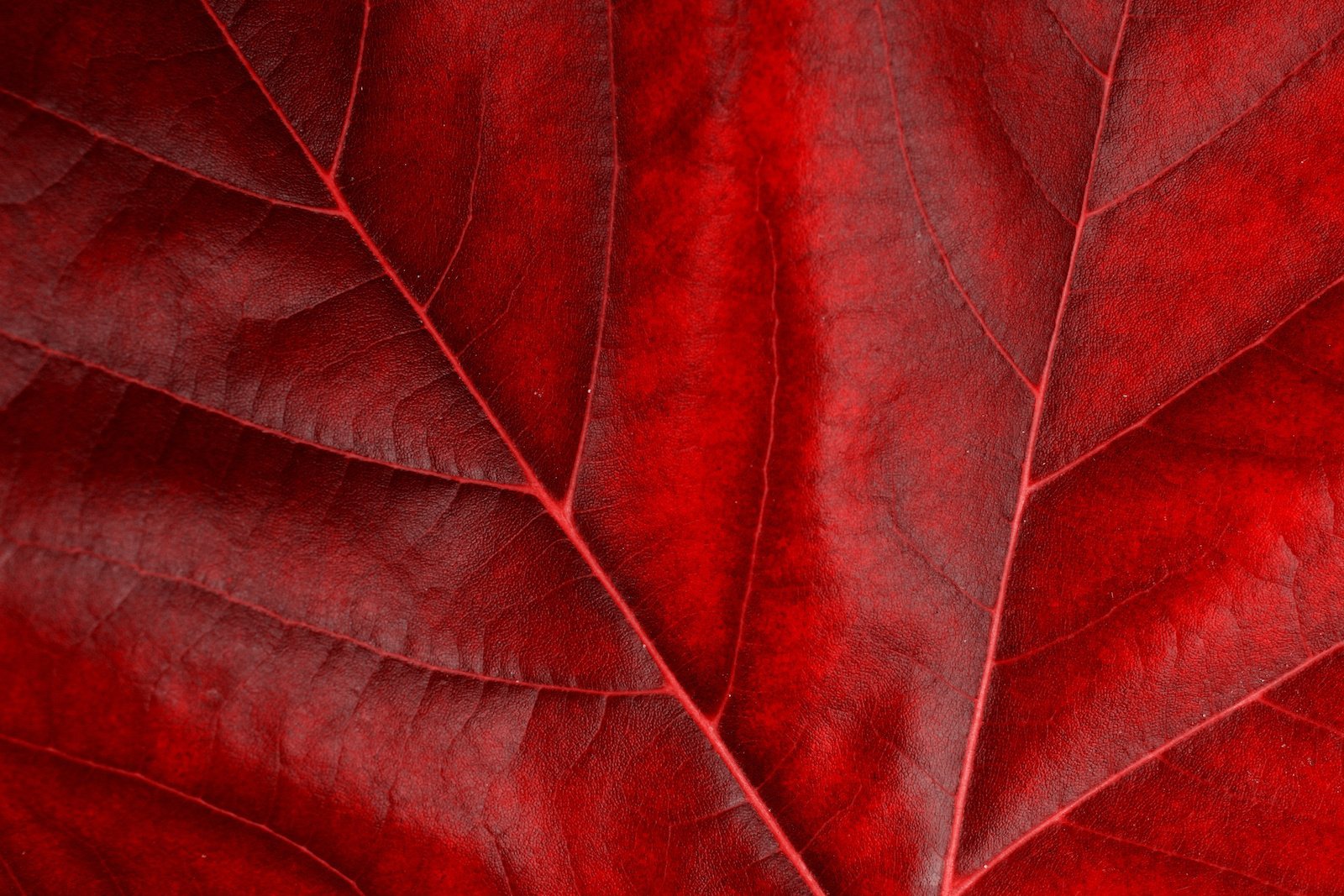 Why Do Leaves Change Color in the Fall? | Color Meanings