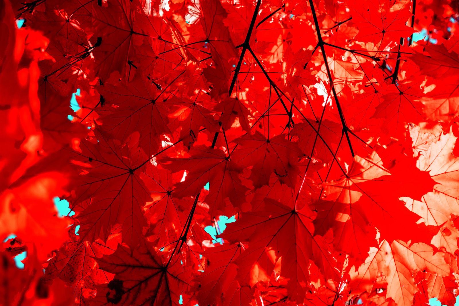 Why Do Leaves Change Color in the Fall? | Color Meanings