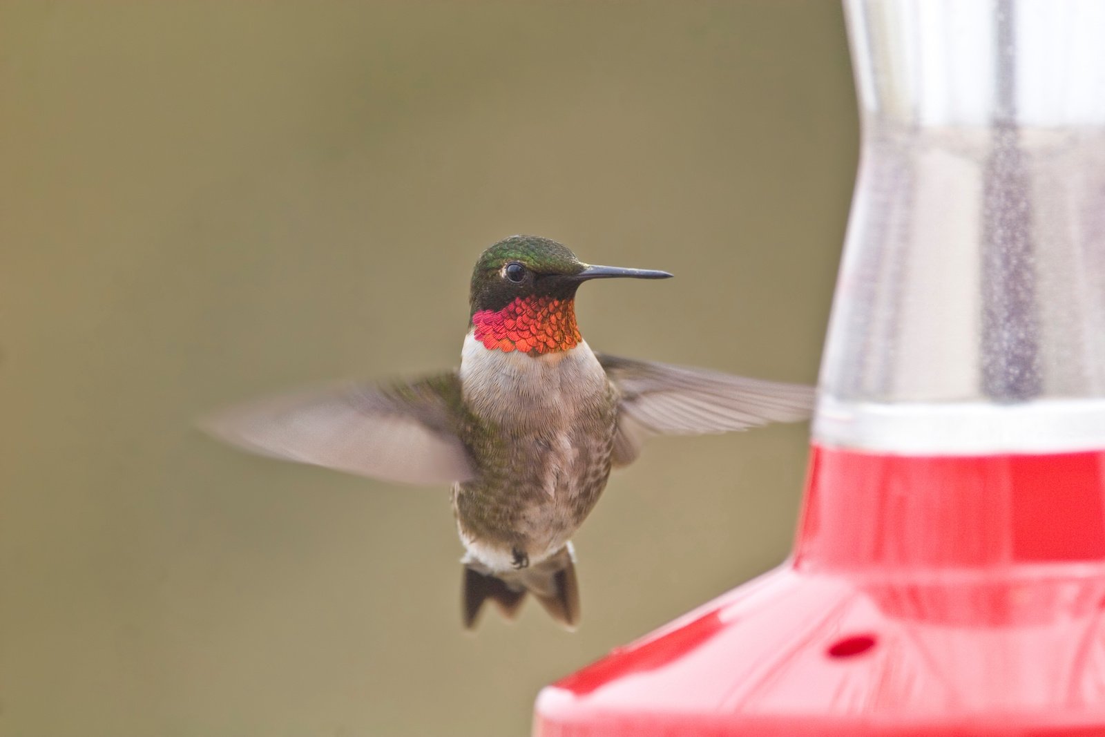 51 Of The Most Colorful Hummingbirds In The World Color Meanings