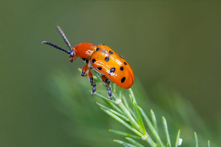54 of the Most Colorful Beetles in the World | Color Meanings