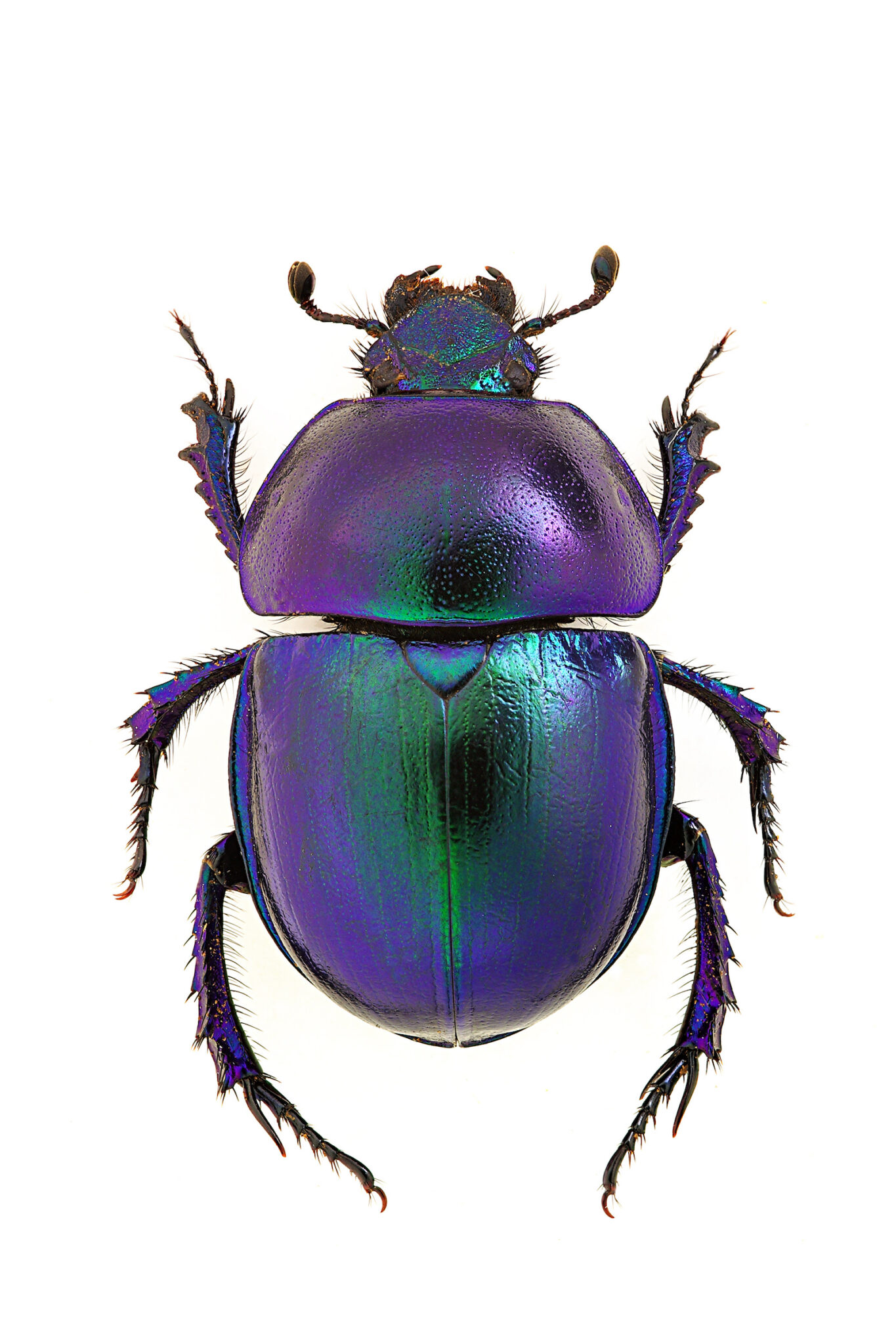 54 of the Most Colorful Beetles in the World | Color Meanings