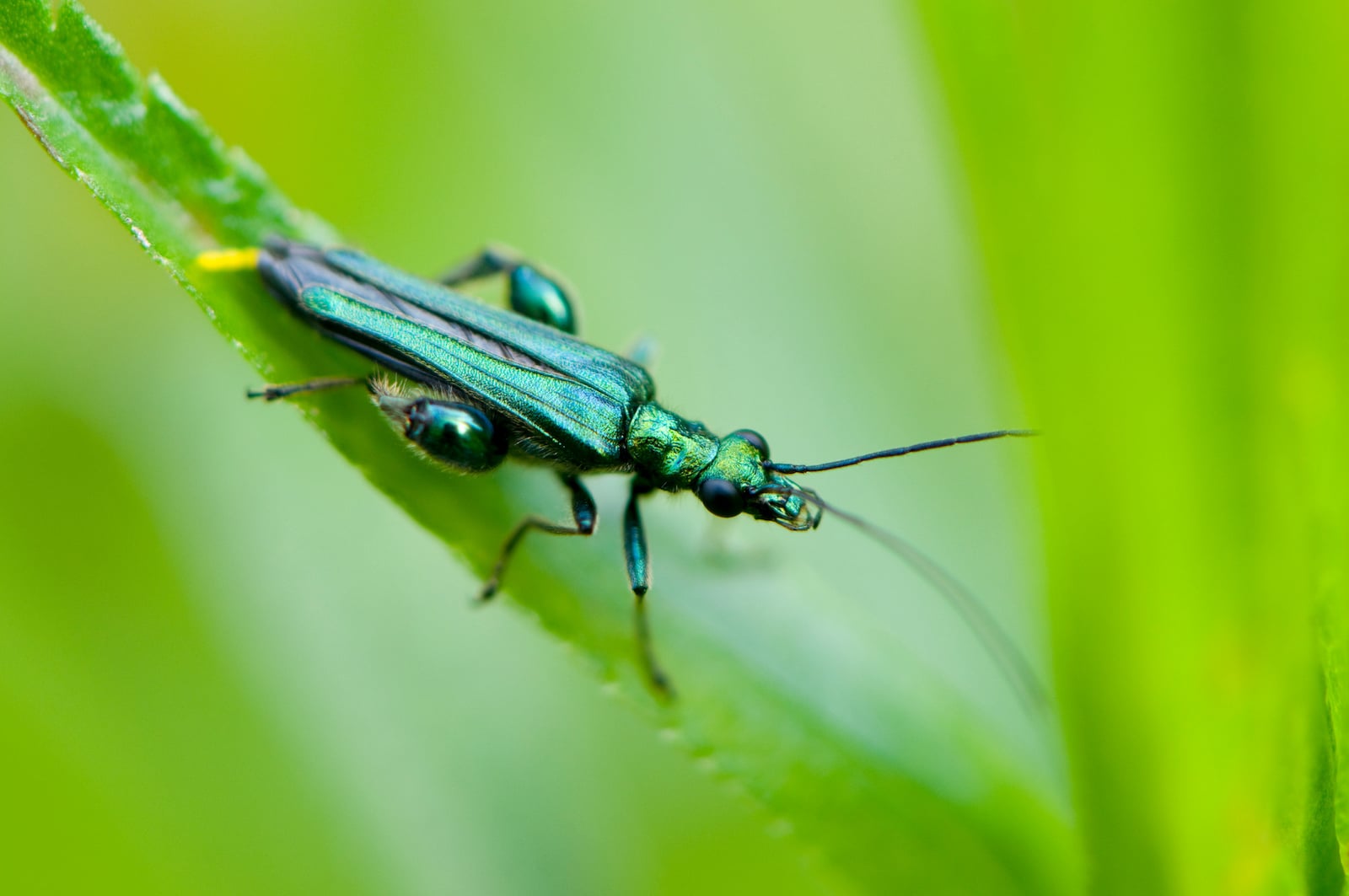 54 of the Most Colorful Beetles in the World | Color Meanings