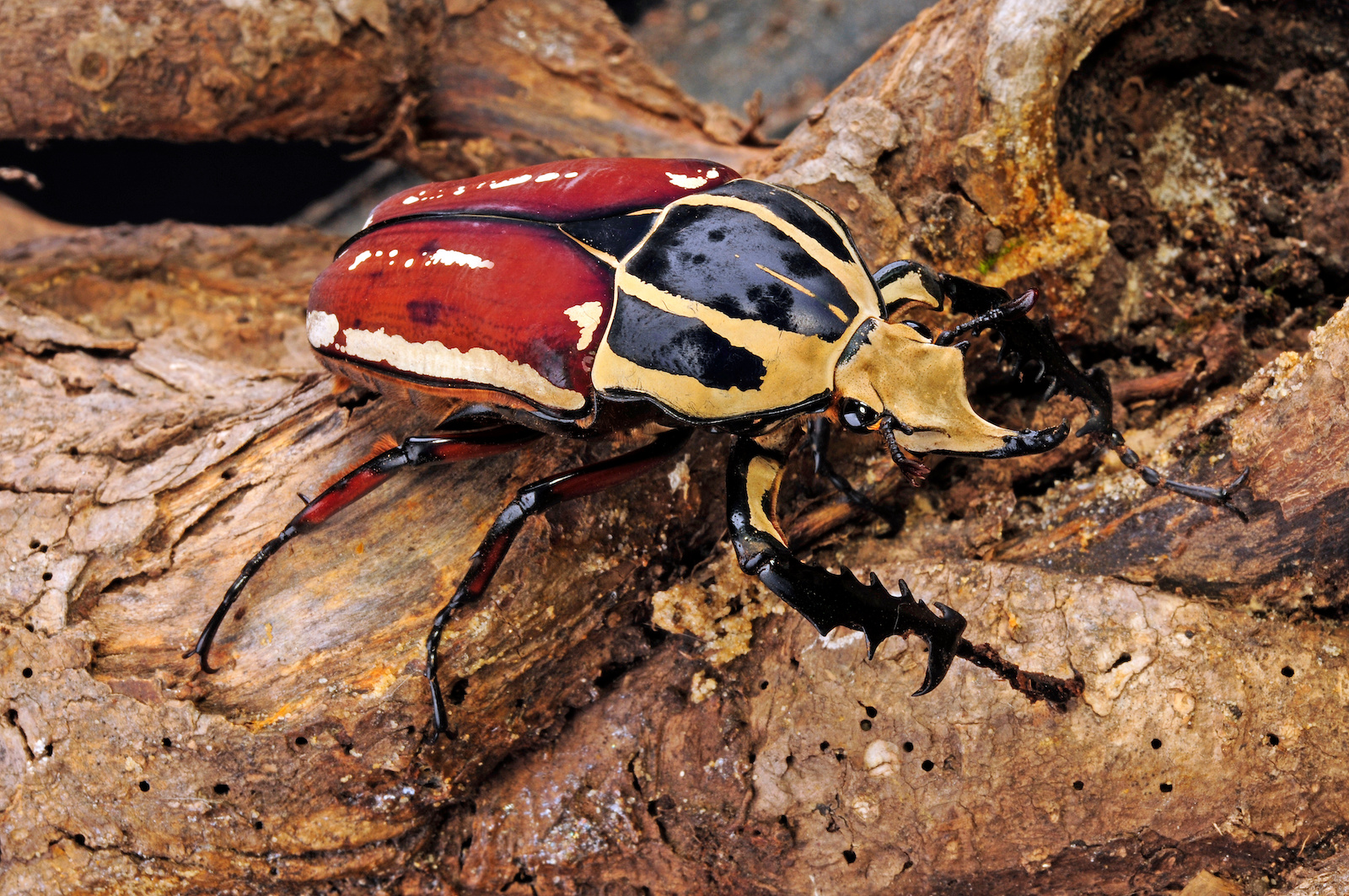 54 of the Most Colorful Beetles in the World | Color Meanings