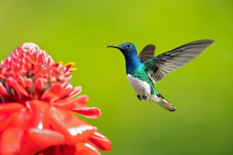 Colors in Nature - Color Meanings