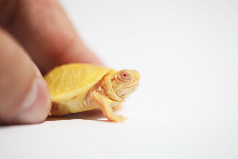 42 Yellow Animals Found in Nature and Their Colorful Features | Color ...