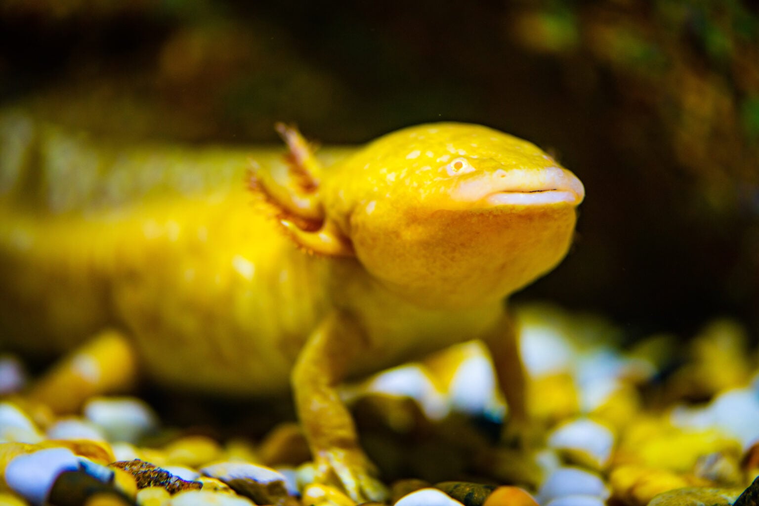 42 Yellow Animals Found in Nature and Their Colorful Features | Color ...