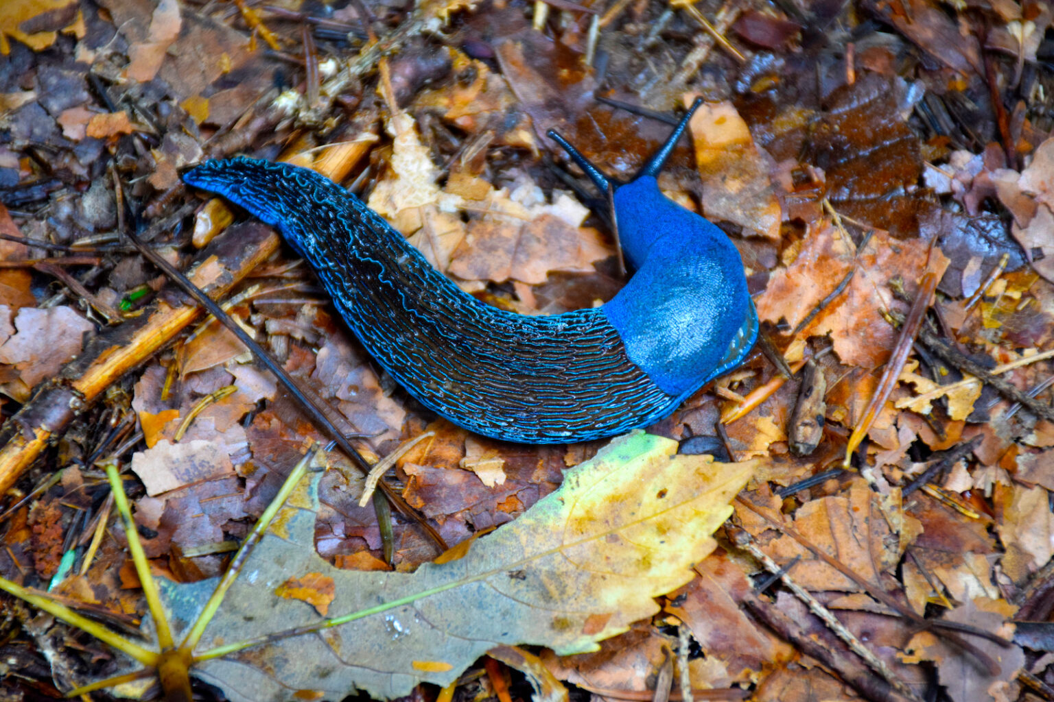 42 Blue Animals Found in Nature and Their Colorful Features | Color ...