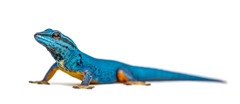 42 Blue Animals Found in Nature and Their Colorful Features | Color ...
