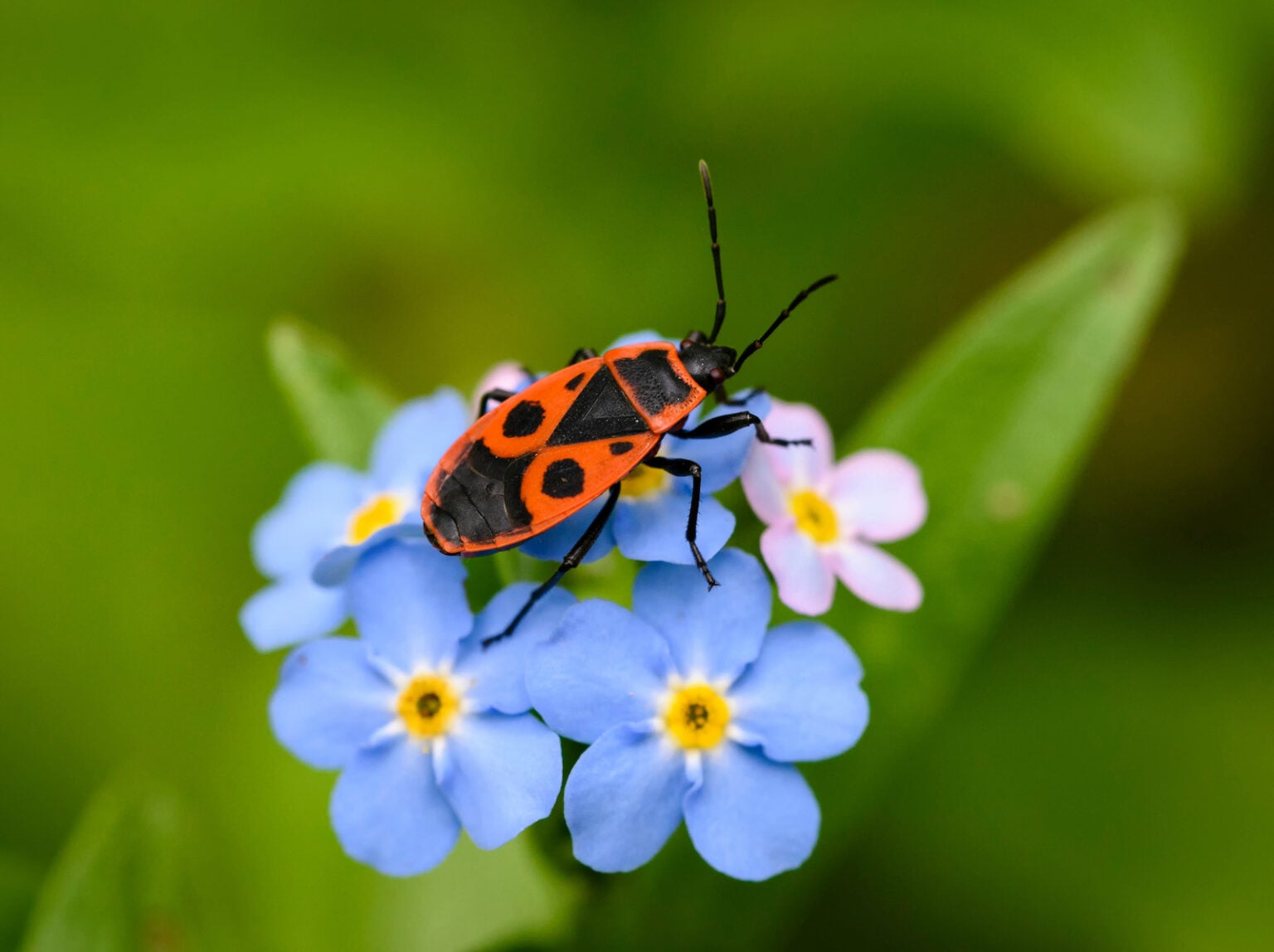 41 Orange Animals Found in Nature and Their Colorful Features | Color ...