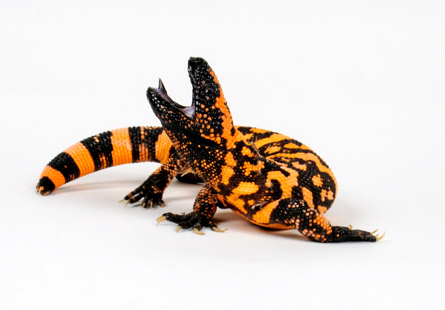 41 Orange Animals Found in Nature and Their Colorful Features | Color ...