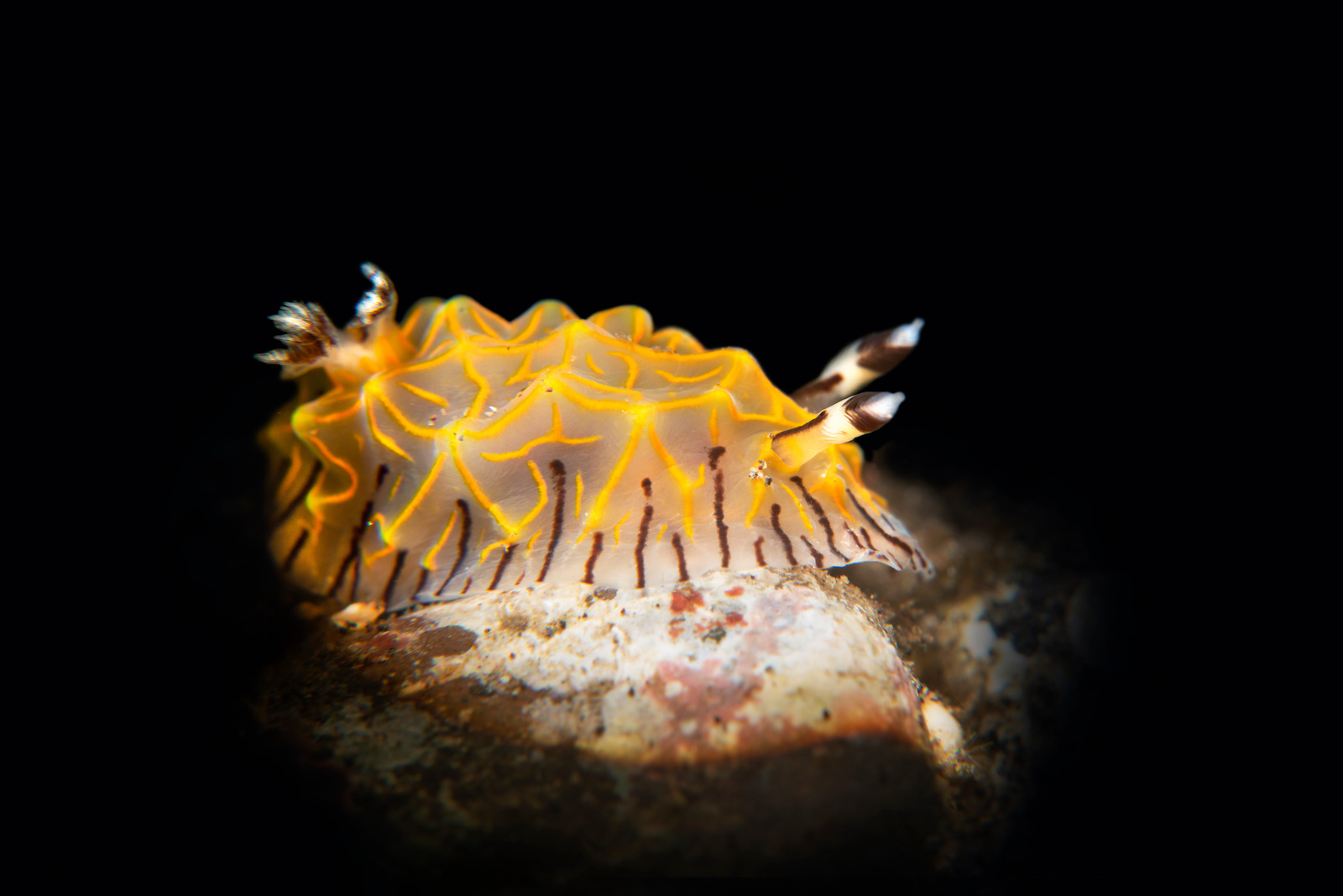 42 Yellow Animals Found in Nature and Their Colorful Features | Color ...