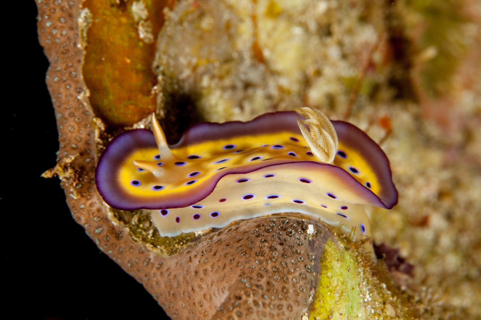 41 Purple Animals Found in Nature and Their Colorful Features | Color ...