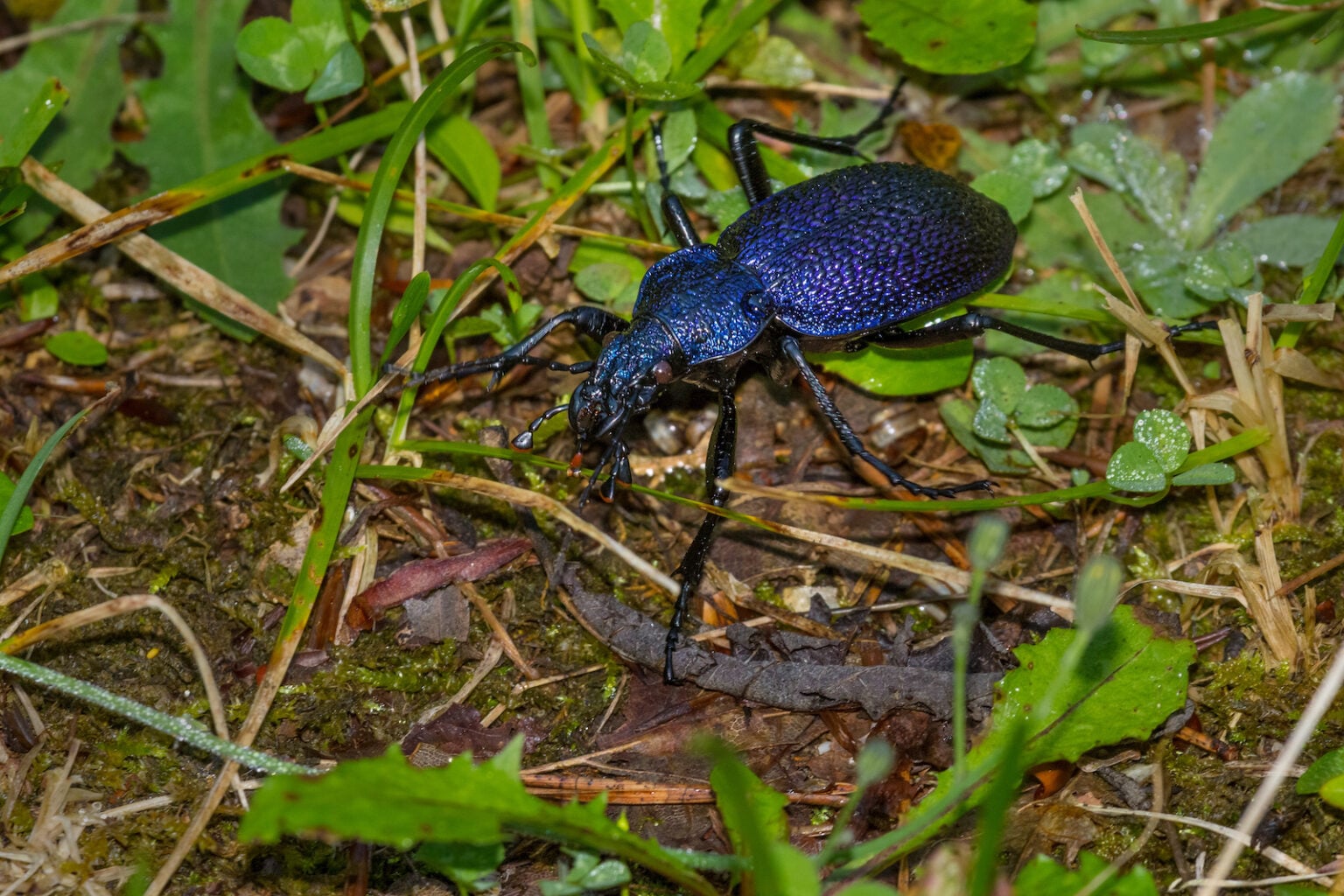 41 Purple Animals Found in Nature and Their Colorful Features | Color ...