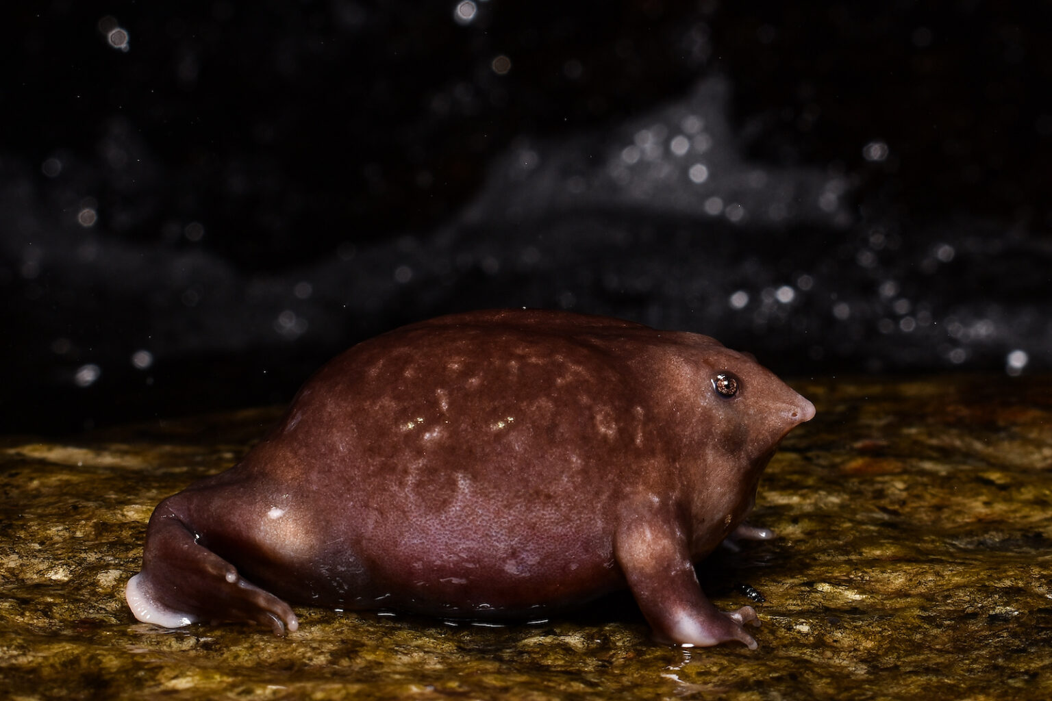 41 Purple Animals Found in Nature and Their Colorful Features | Color ...