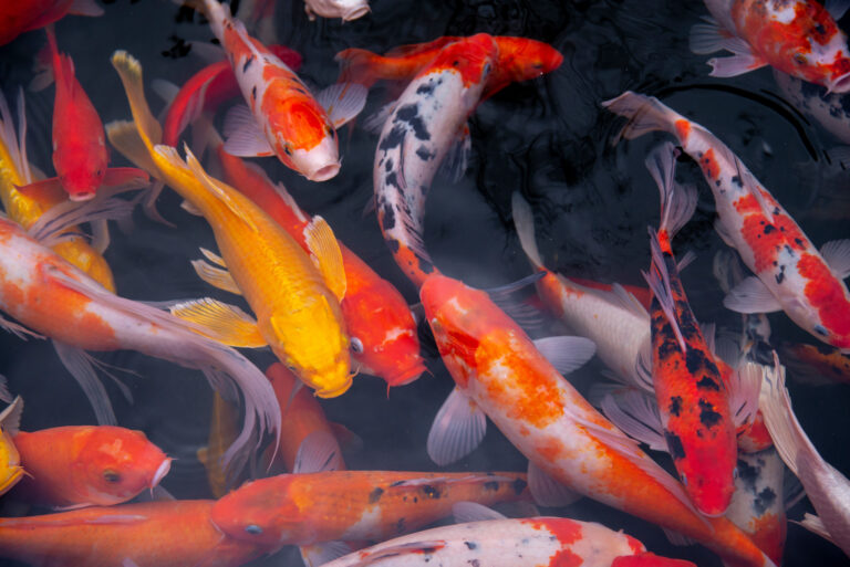 41 Orange Animals Found in Nature and Their Colorful Features | Color ...