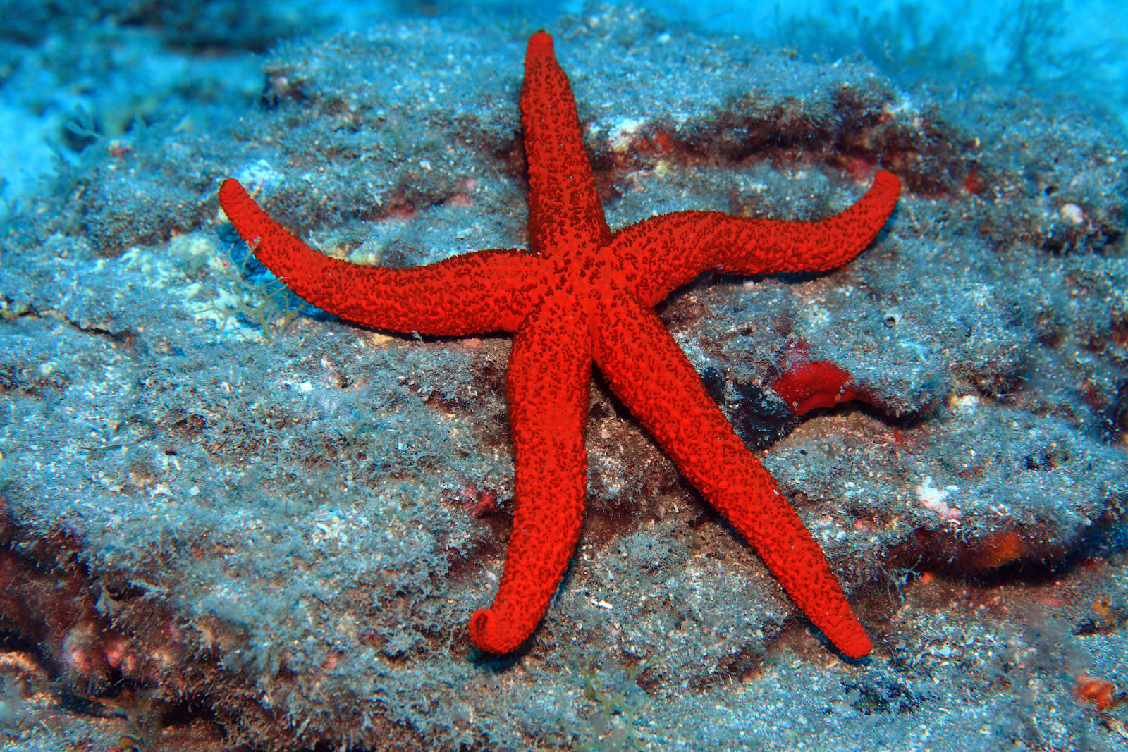 43 Red Animals Found in Nature and Their Colorful Features | Color Meanings