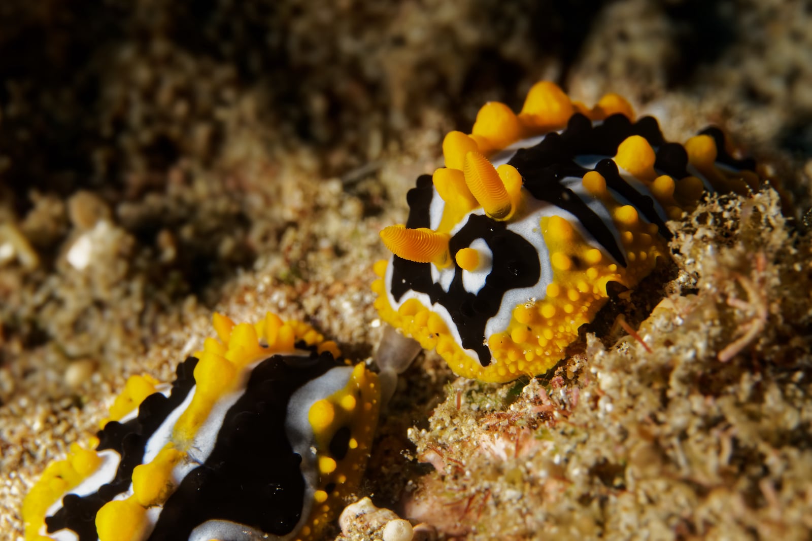 42 Yellow Animals Found in Nature and Their Colorful Features | Color ...
