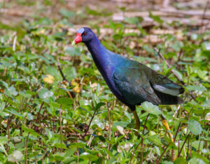 41 Purple Animals Found in Nature and Their Colorful Features | Color ...