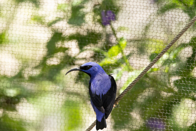 41 Purple Animals Found in Nature and Their Colorful Features | Color ...