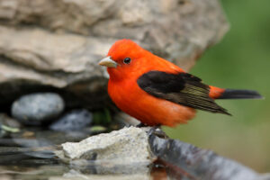 43 Red Animals Found in Nature and Their Colorful Features | Color Meanings