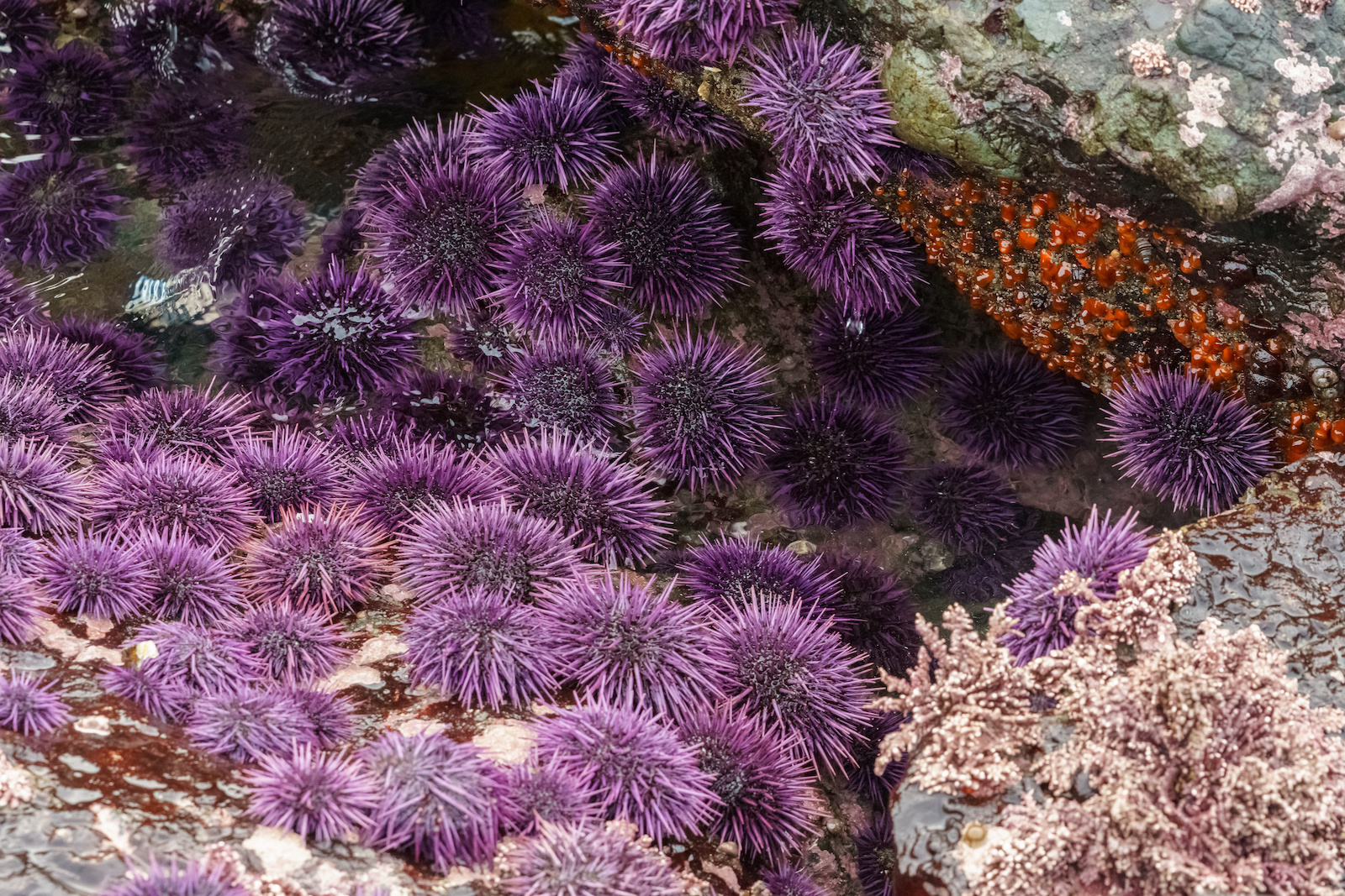 41 Purple Animals Found in Nature and Their Colorful Features | Color ...