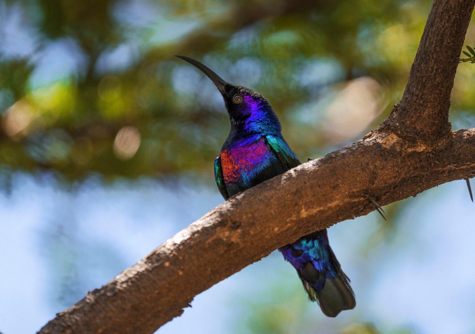 41 Purple Animals Found in Nature and Their Colorful Features | Color ...