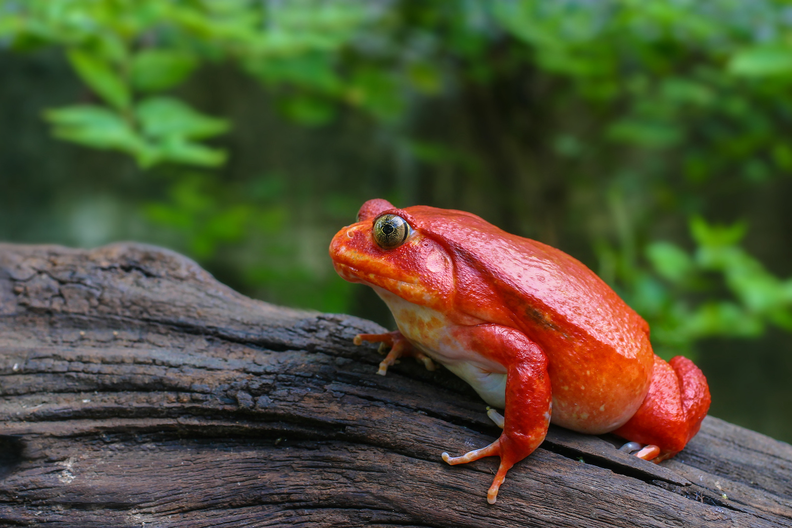 Animals That Start With Red