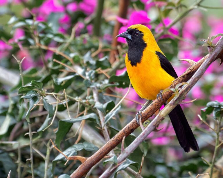 41 Orange Animals Found in Nature and Their Colorful Features | Color ...