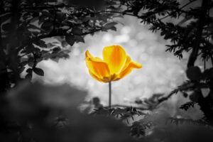 What Color Is Your Soul and What Does It Mean? | Color Meanings