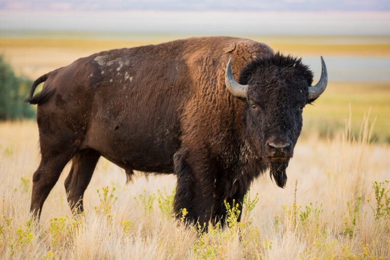 42 Brown Animals Found in Nature and Their Colorful Features | Color ...
