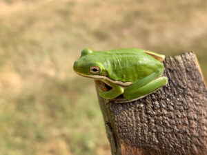 42 Green Animals Found in Nature and Their Colorful Features | Color ...