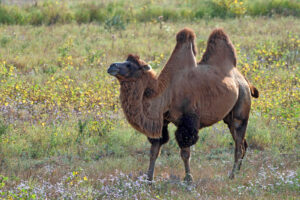 42 Brown Animals Found in Nature and Their Colorful Features | Color ...