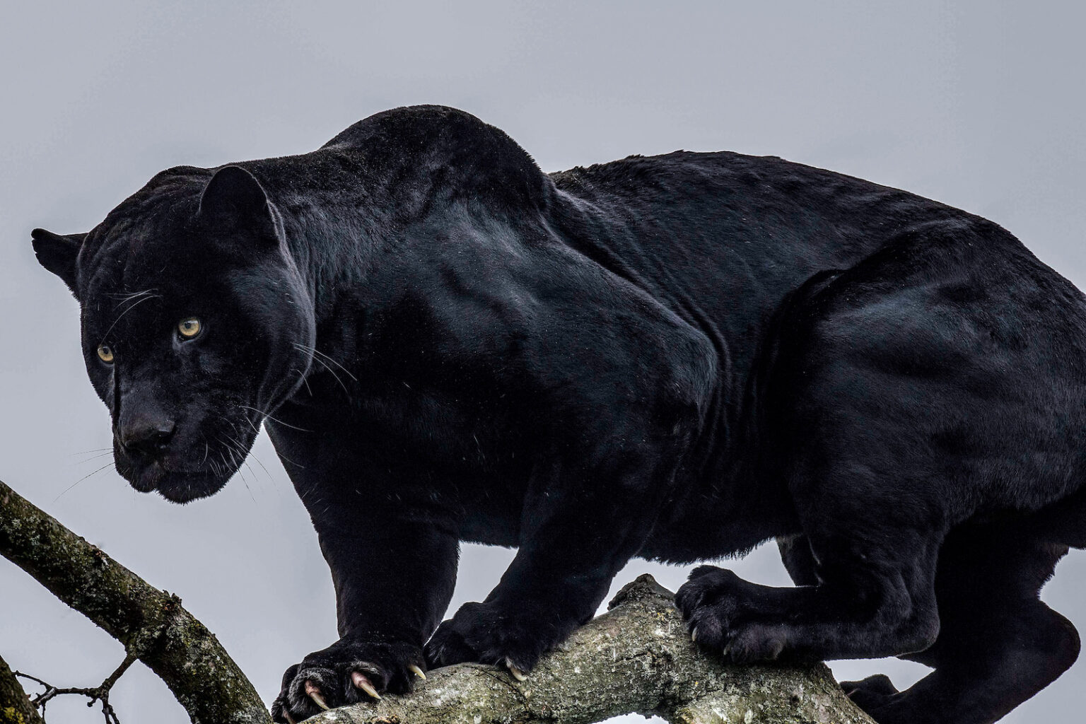 42 Black Animals Found in Nature and Their Colorful Features | Color ...