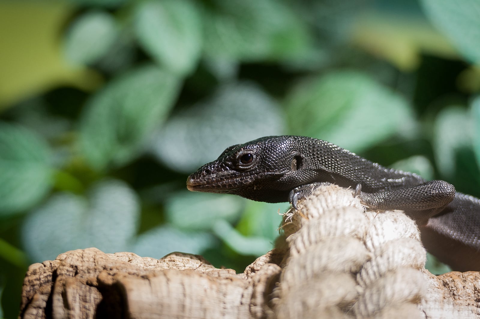 42 Black Animals Found in Nature and Their Colorful Features | Color ...