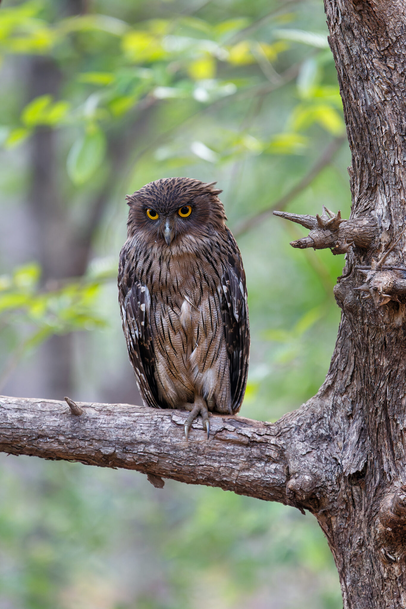 42 Brown Animals Found in Nature and Their Colorful Features | Color ...