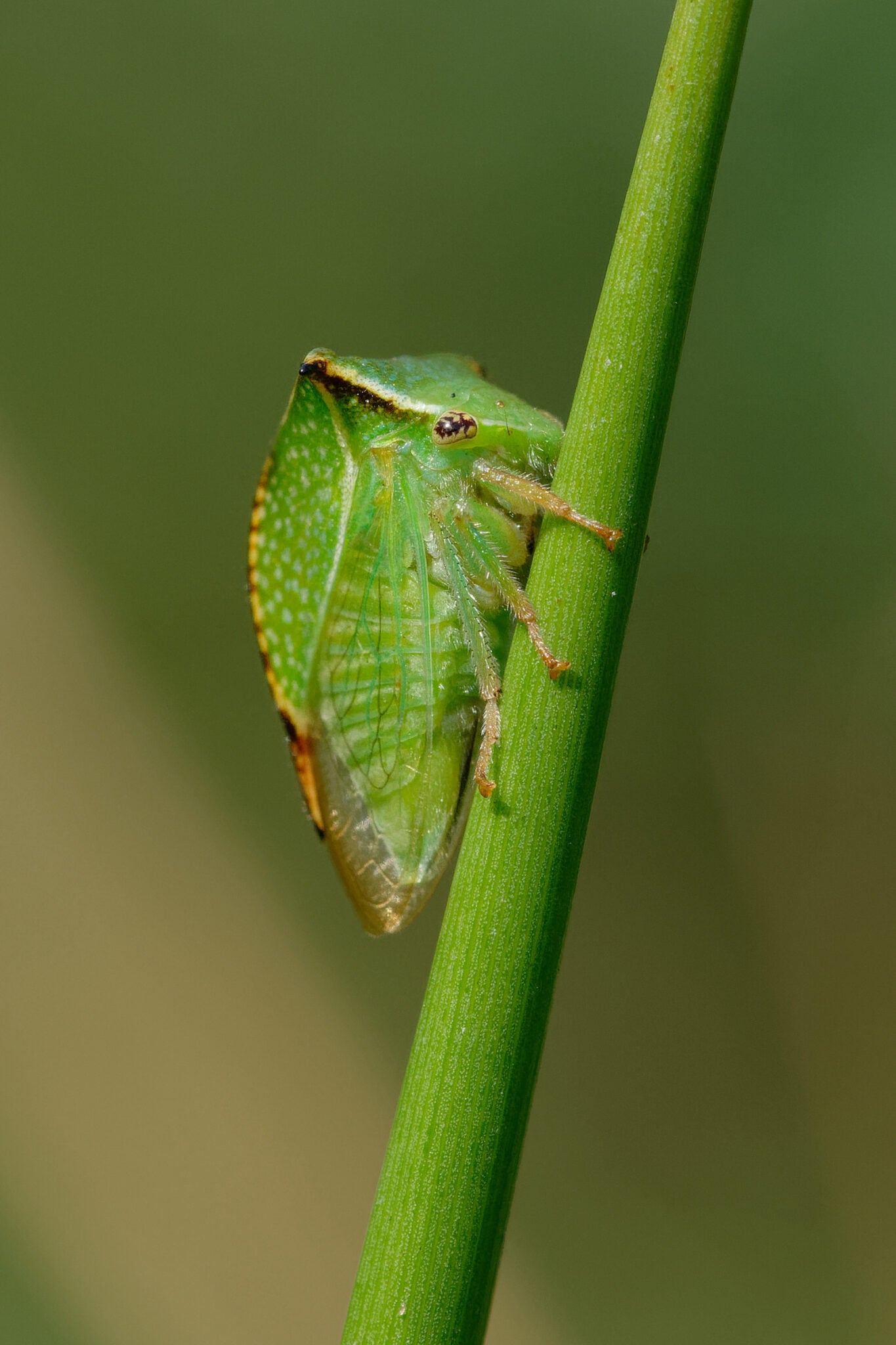 42 Green Animals Found in Nature and Their Colorful Features | Color ...