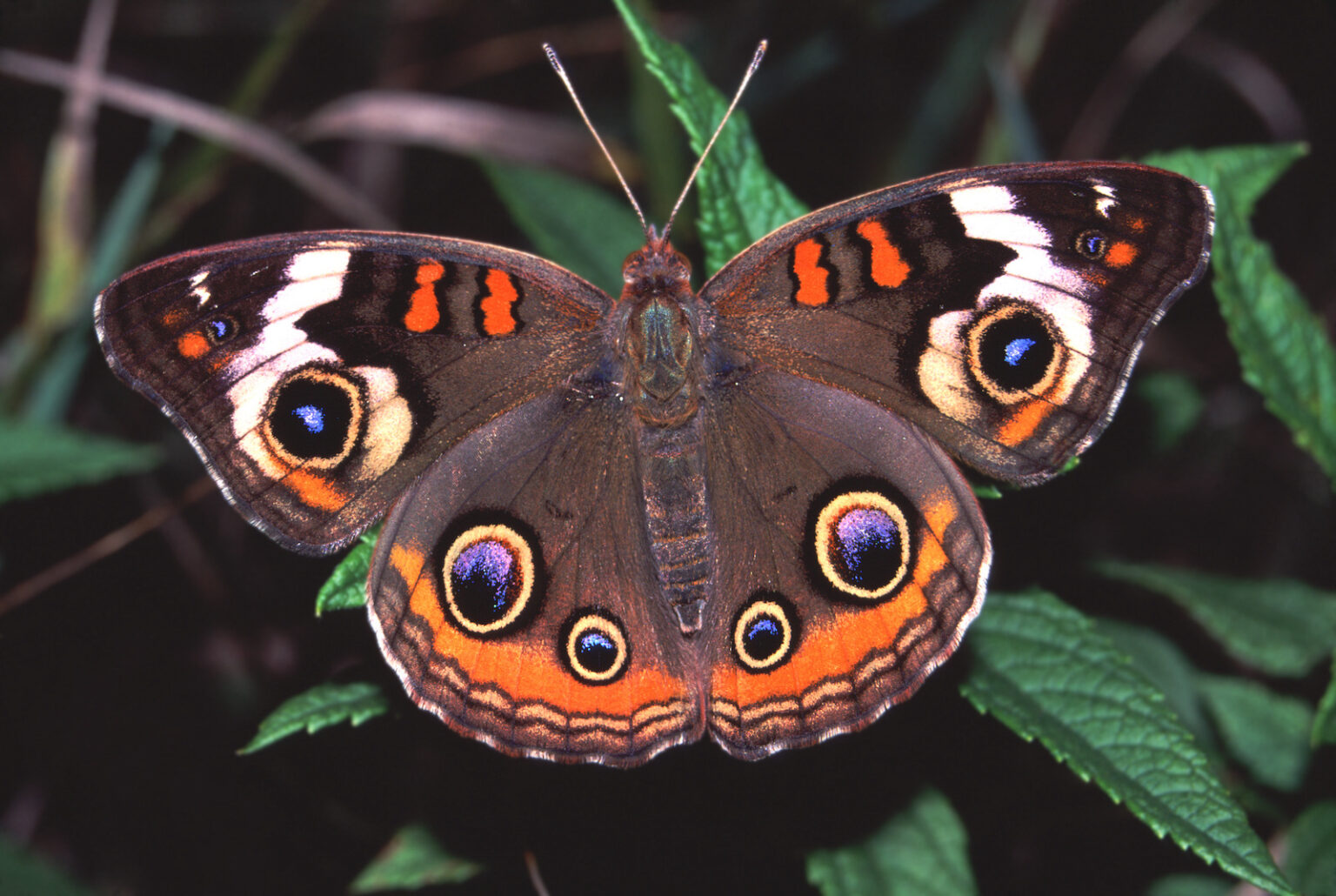 42 Brown Animals Found in Nature and Their Colorful Features | Color ...