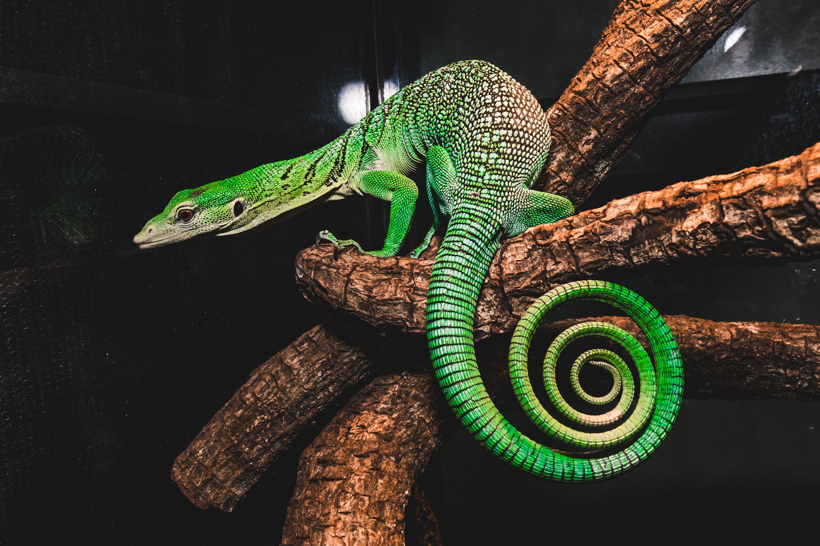 42 Green Animals Found in Nature and Their Colorful Features | Color ...