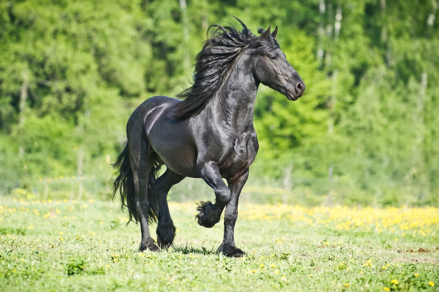 42 Black Animals Found in Nature and Their Colorful Features | Color ...
