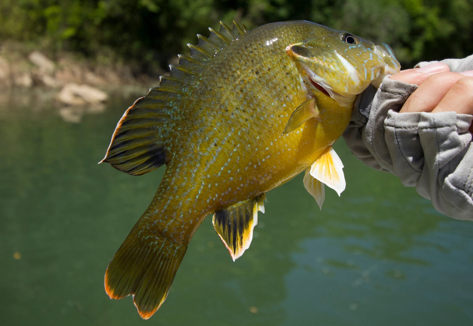 42 Green Animals Found in Nature and Their Colorful Features | Color ...