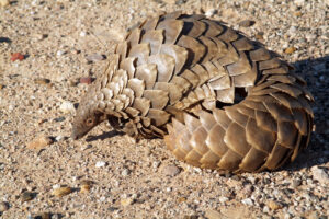 42 Brown Animals Found in Nature and Their Colorful Features | Color ...