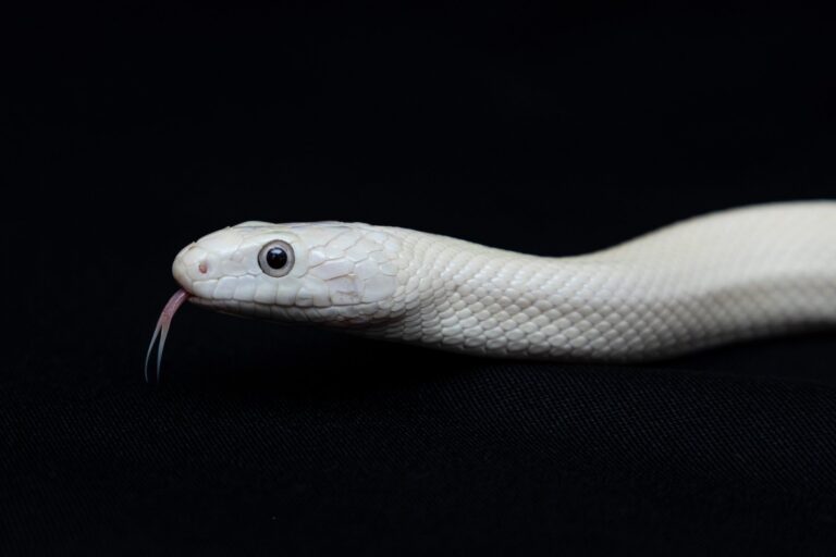 42 White Animals Found in Nature and Their Colorful Features | Color ...