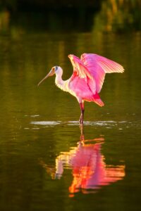 42 Pink Animals Found in Nature and Their Colorful Features | Color ...