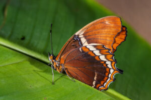 42 Brown Animals Found in Nature and Their Colorful Features | Color ...