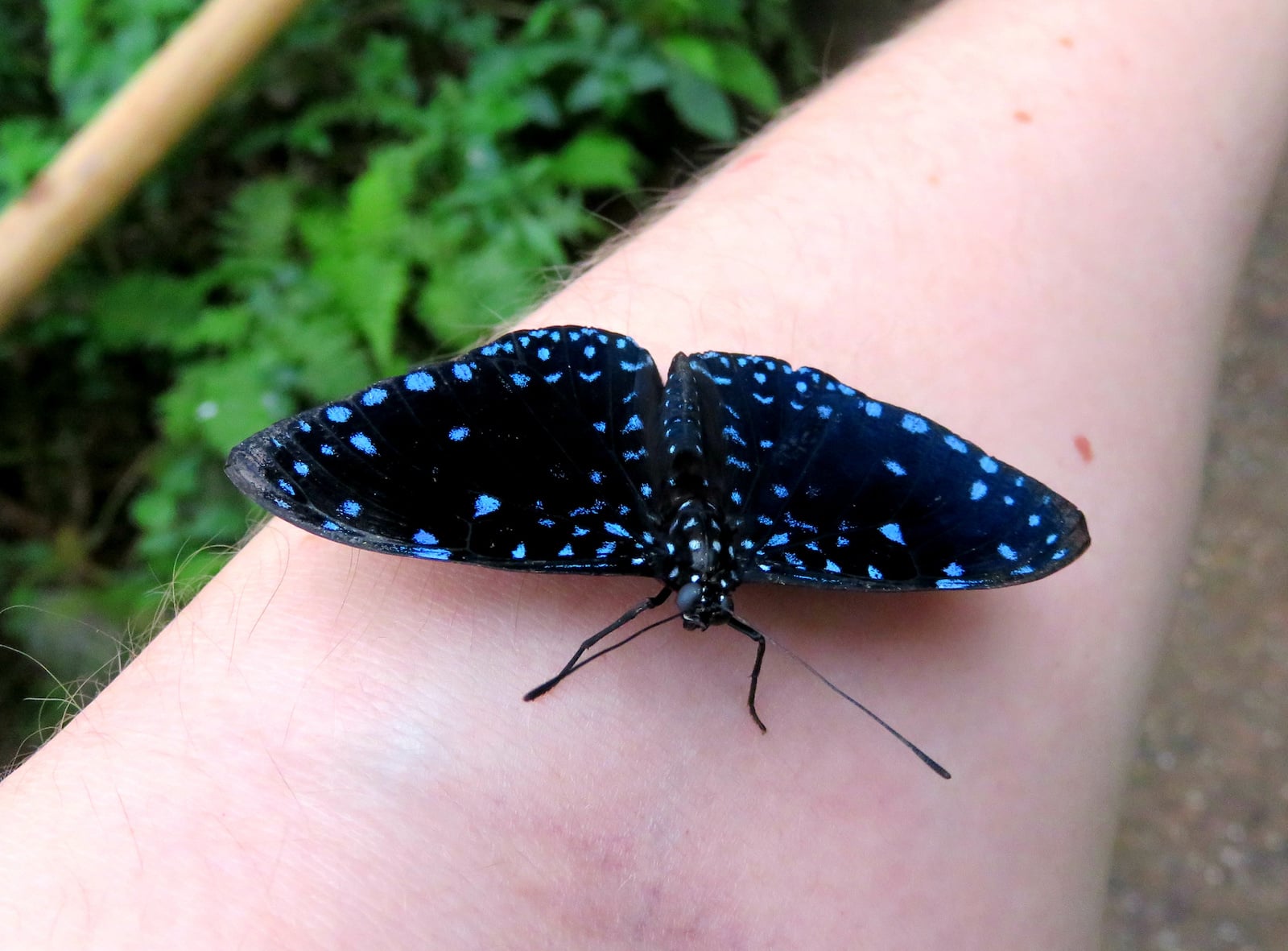 42 Black Animals Found in Nature and Their Colorful Features | Color ...