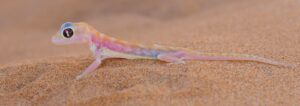 42 Pink Animals Found in Nature and Their Colorful Features | Color ...