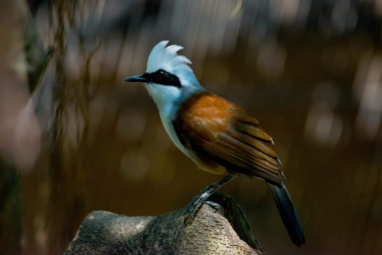 42 Brown Animals Found in Nature and Their Colorful Features | Color ...