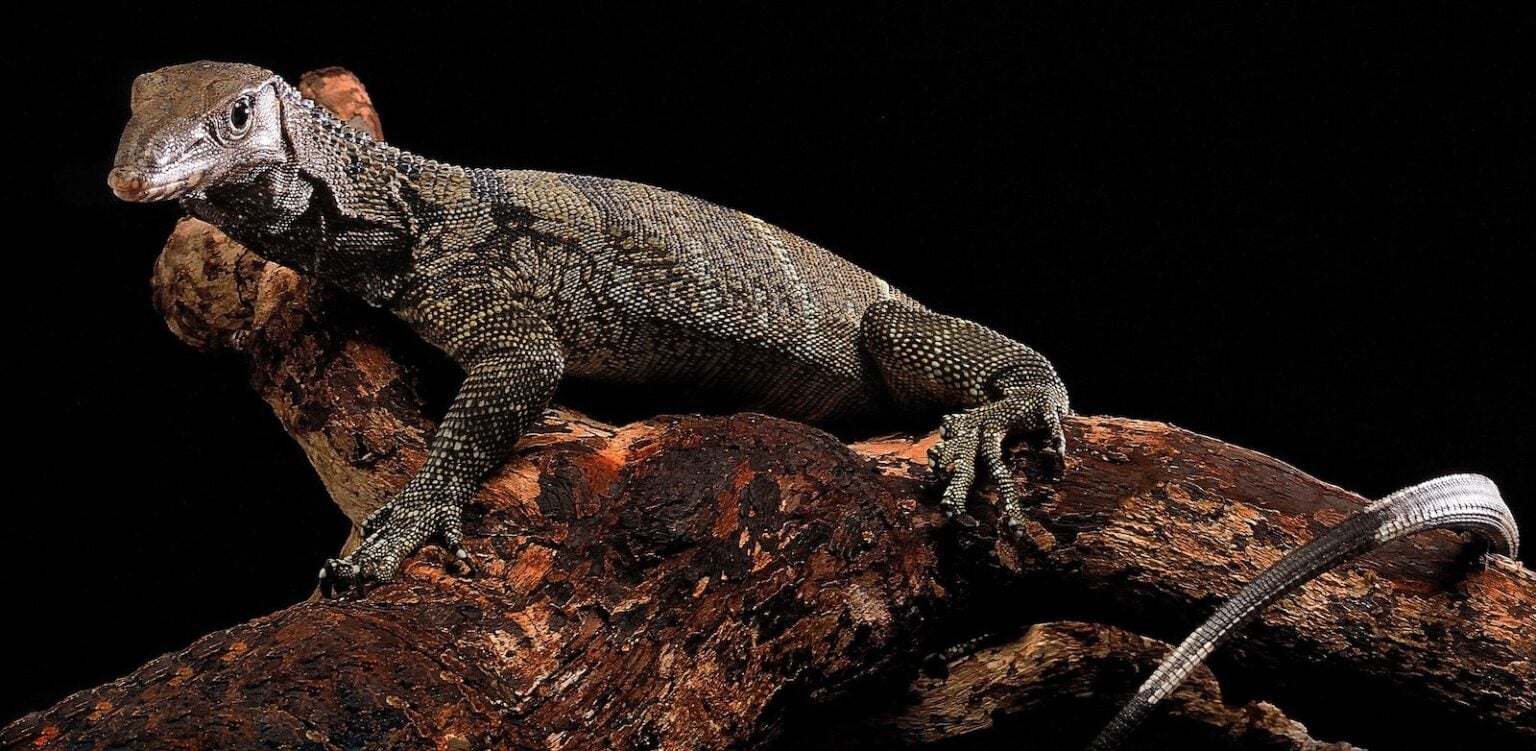 42 Gray Animals Found in Nature and Their Colorful Features | Color ...